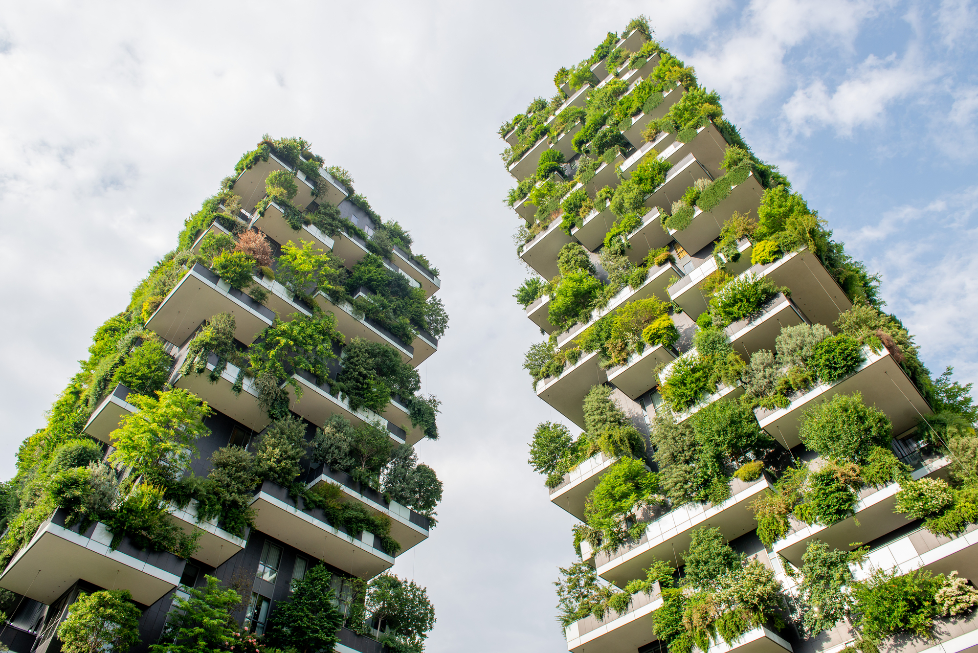 The Urban Jungle: More Than Just Concrete and Crowds – Earth Notebook