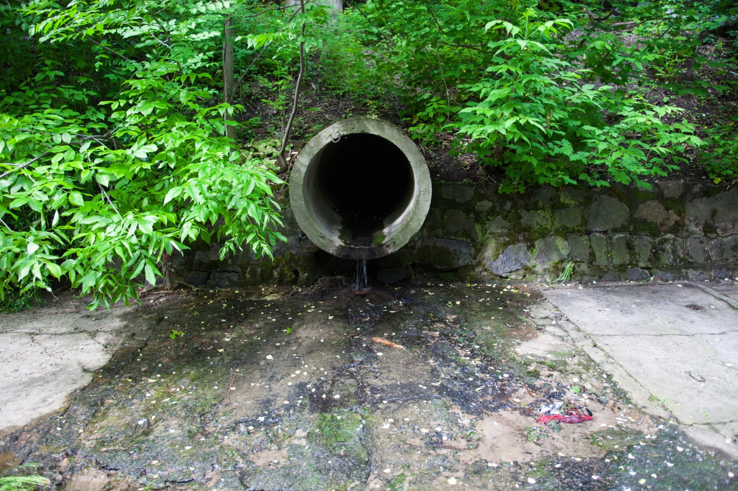 The Urban Jungle: More Than Just Concrete and Crowds – Earth Notebook